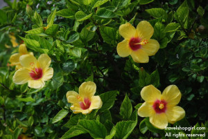 Fauna and Flora of Bermuda | Vacation Photography