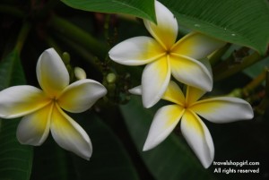 Fauna and Flora of Bermuda | Vacation Photography